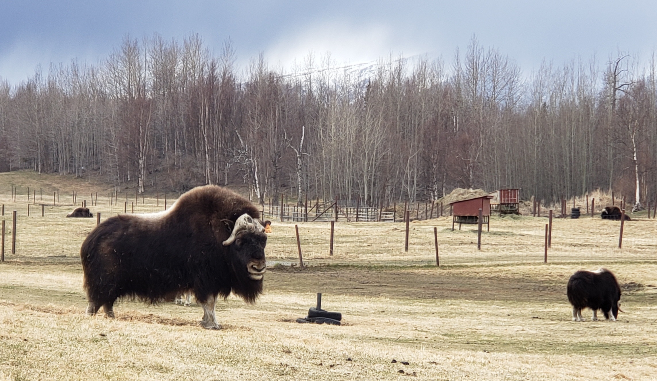 The Musk Ox Farm Palmer, AK – Camping with Christi