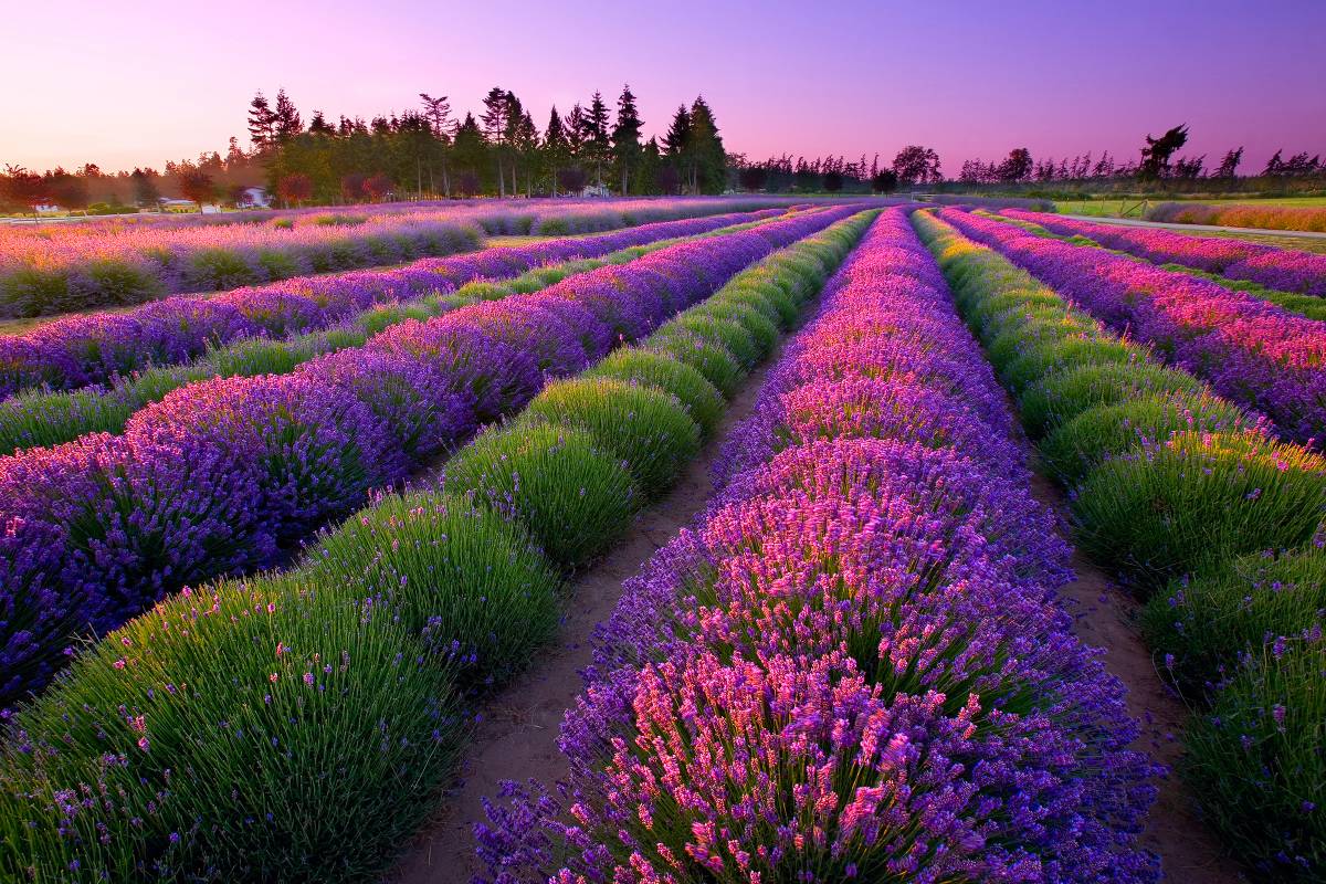 B&B Family Lavender Farm Sequim,Washington – Camping with Christi
